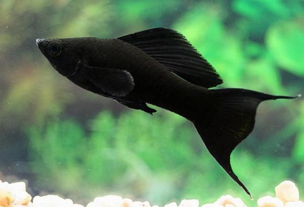 Senaste artbeskrivningarna på Zoopet